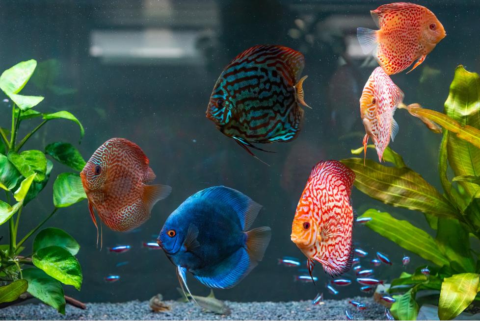 Twelve Reasons Why Fish Do Not Eat Food - Aqua Global