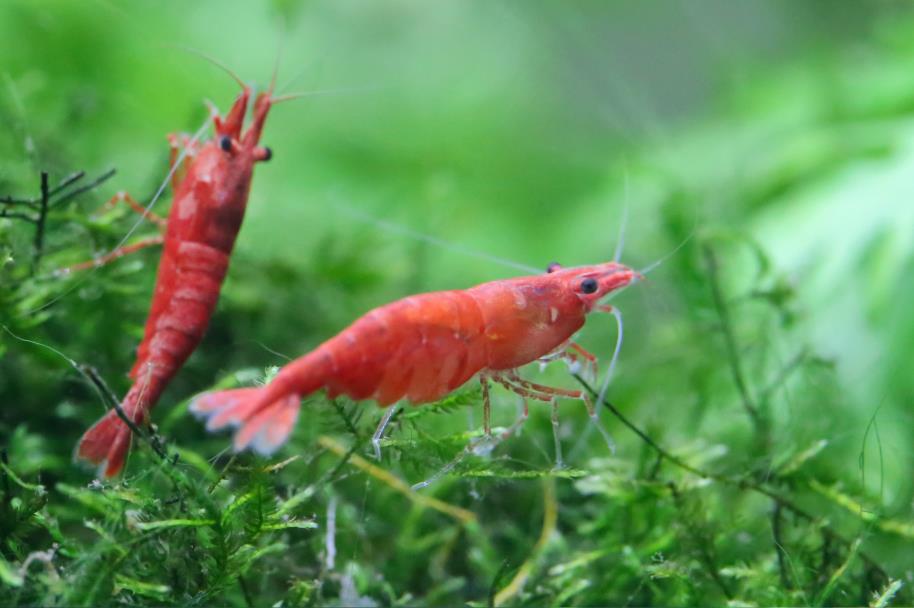 How to Breed Ornamental Shrimp? - Aqua Global