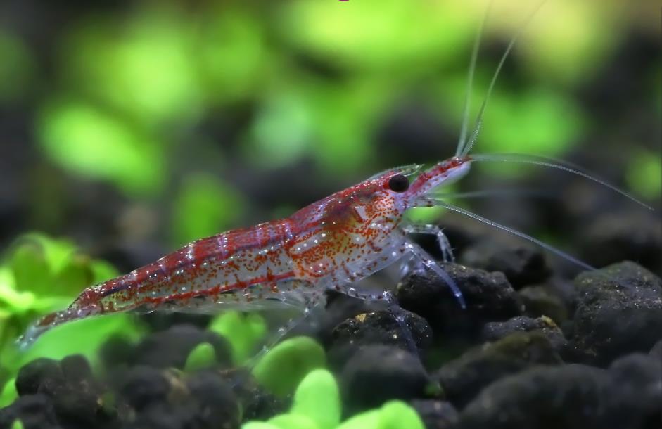 How to Breed Ornamental Shrimp? - Aqua Global