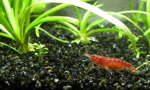 How to Breed Ornamental Shrimp? - Aqua Global