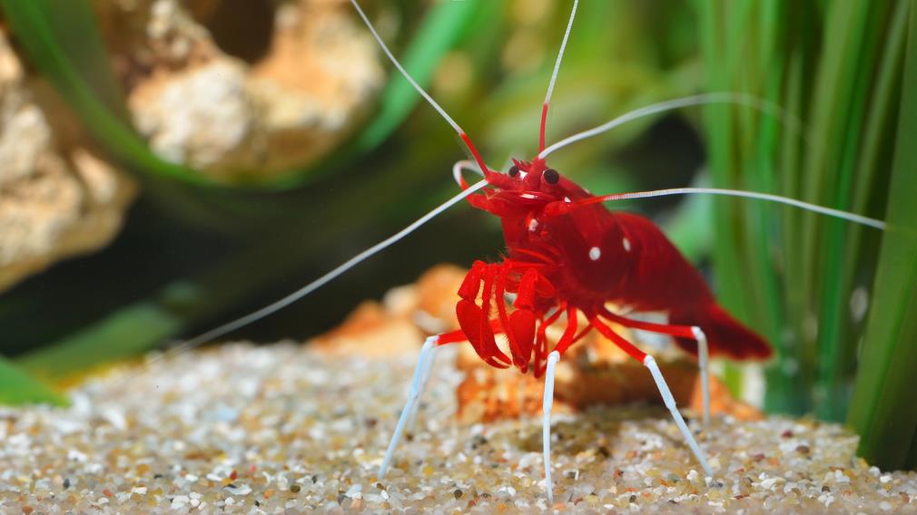 How to Breed Ornamental Shrimp? - Aqua Global