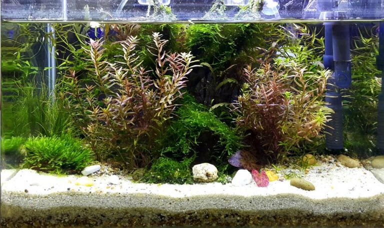 How To Start Fish-farming For Freshman? - Aqua Global