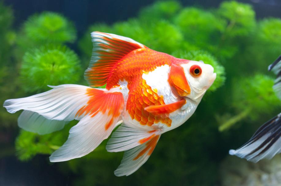 How To Treat The Rotten Tail Of Goldfish? - Aqua Global