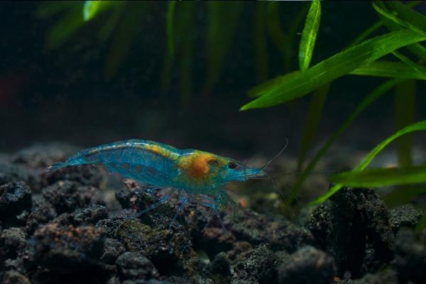 Do You Need A Filter For Shrimp Tank? - Aqua Global